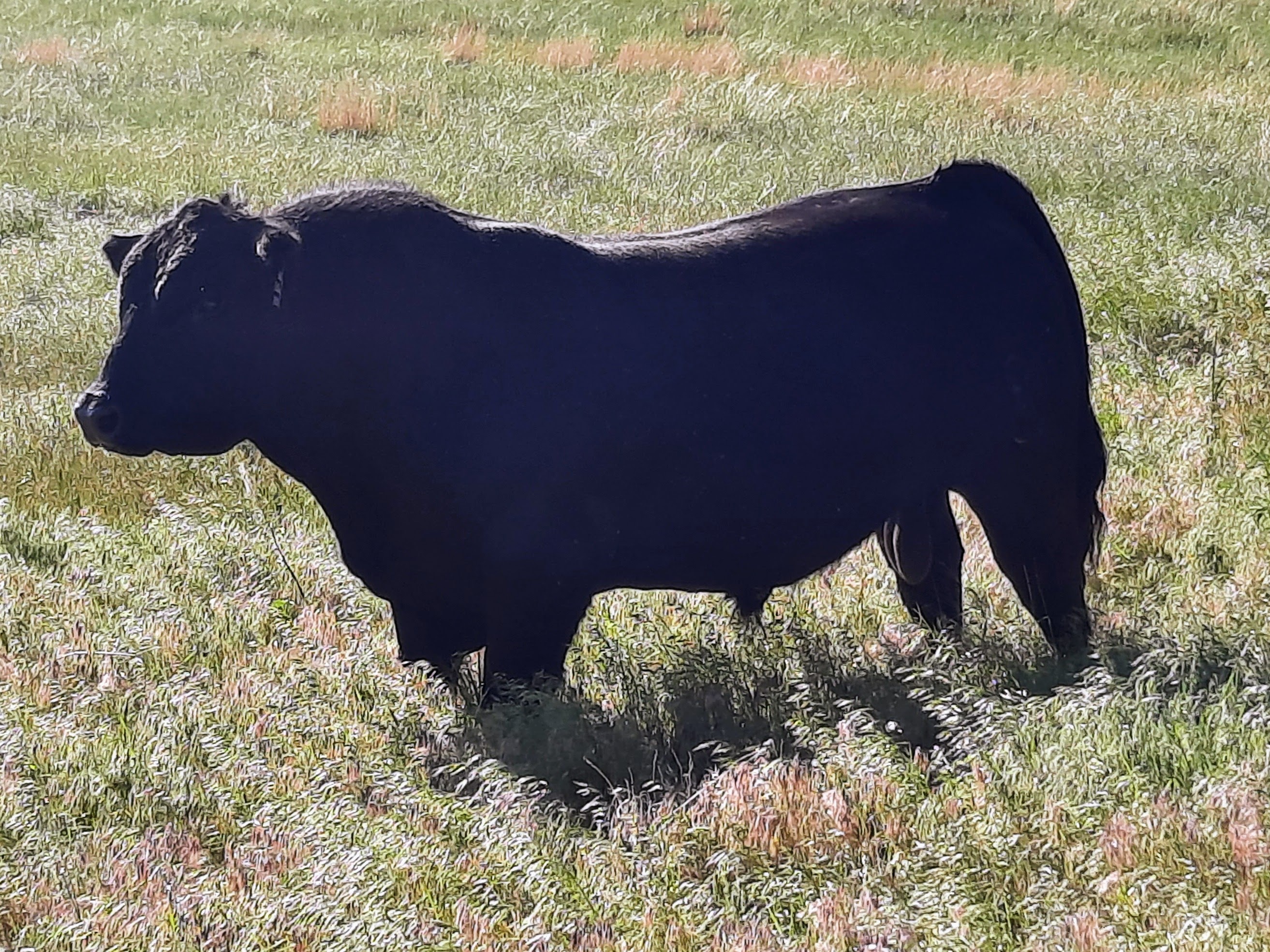 About Us – Deibler Gelbvieh Ranch | Mullen, NE